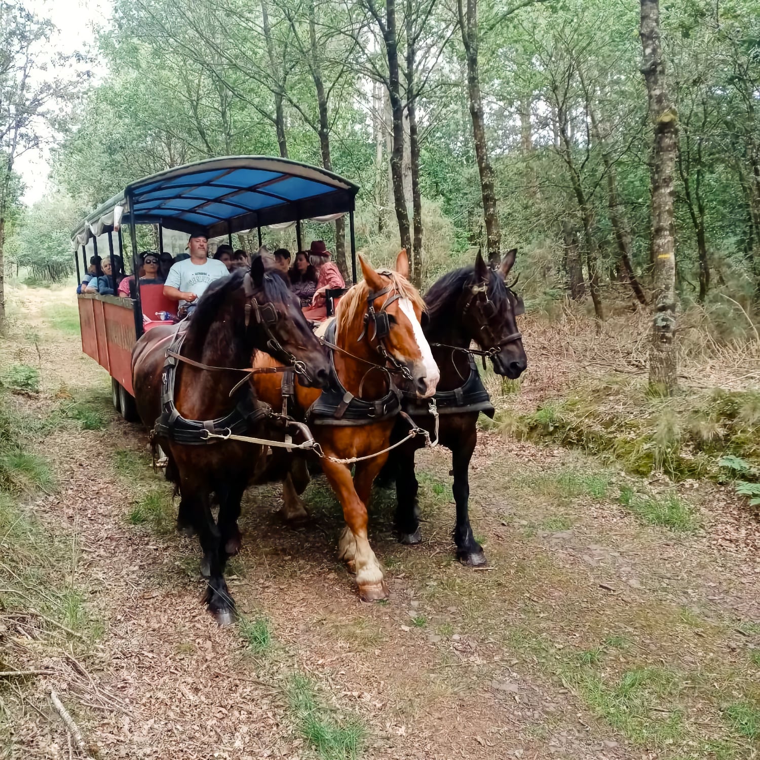 Calèche de Brocéliande - Balades contée à Tréhorenteuc